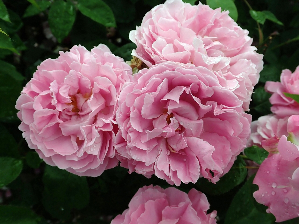 Rosa Mary Rose® 'AUSmary' (Mary Rose rose) | North Carolina Extension ...
