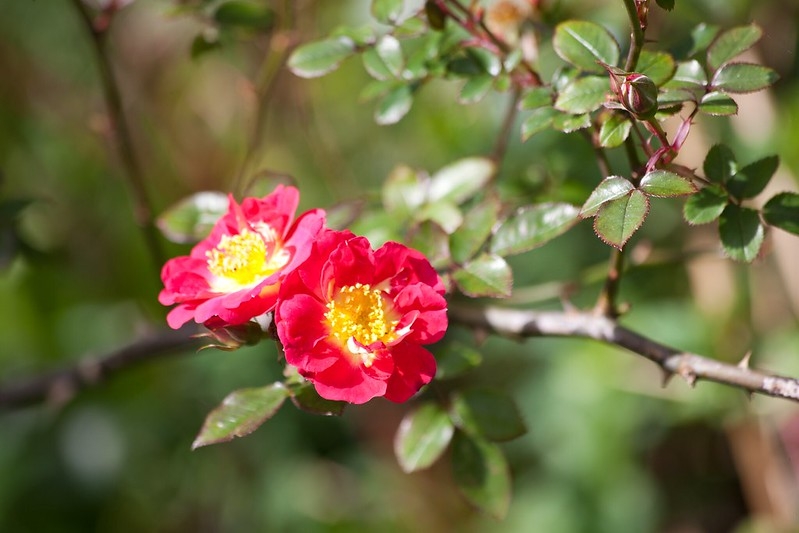 Rosa Ralph's Creeper™ 'MORpapplay' (Chunga, Creepy, Glowing Carpet ...