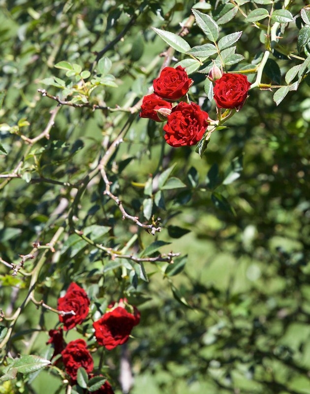 Rosa Red Cascade 'MOORcap' (Red Cascade) | North Carolina Extension ...