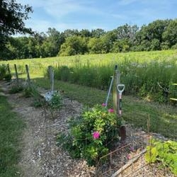 Rotesmaer - Rosa Rotes Meer 'HANpur' | North Carolina Extension ...