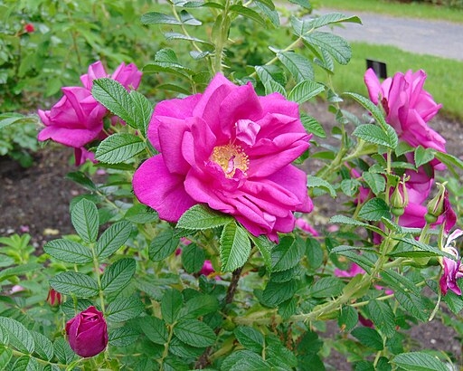 Rosa Rotes Meer 'HANpur' (Exception, Purple Pavement, Rotesmaer, Rotes ...