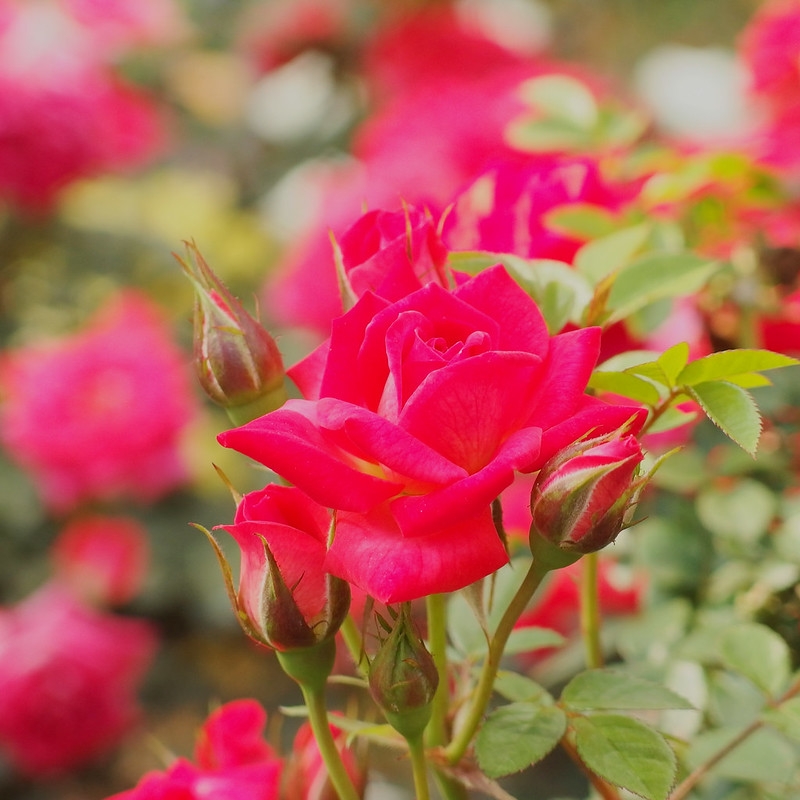 Rosa Starina 'MELgali' (Starina) | North Carolina Extension Gardener ...