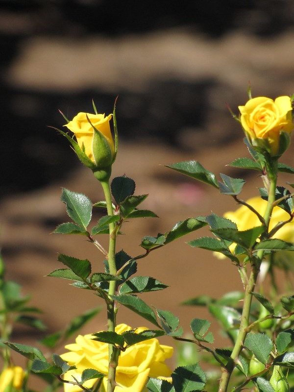 Sun Sprinkles miniature rose (Rosa Sun Sprinkles 'JAChal') C