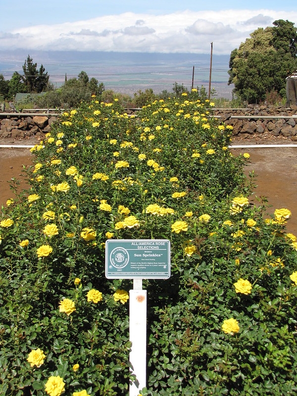 Sun Sprinkles miniature rose (Rosa Sun Sprinkles 'JAChal') C