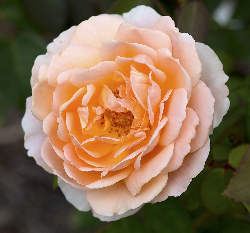 Rosa Tamora 'AUStamora' (Tamora rose) | North Carolina Extension ...