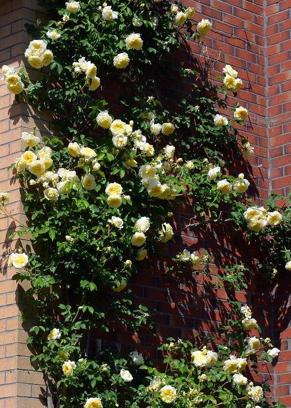 Rosa The Pilgrim® 'AUSwalker' (The Pilgrim rose) | North Carolina ...