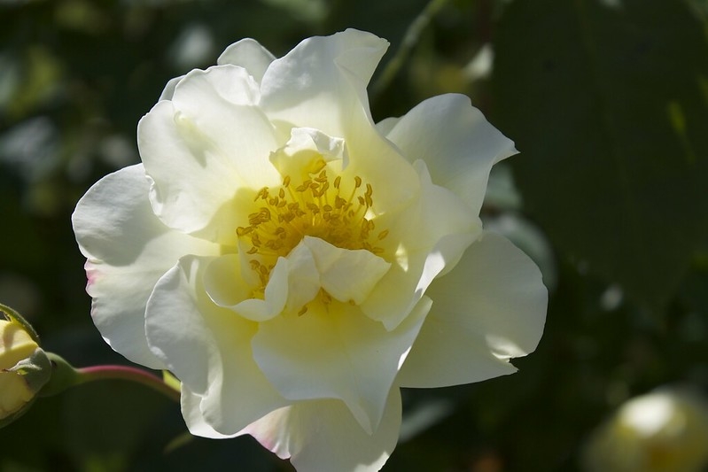 Rosa Windrush 'AUSrush' (Windrush) | North Carolina Extension Gardener ...