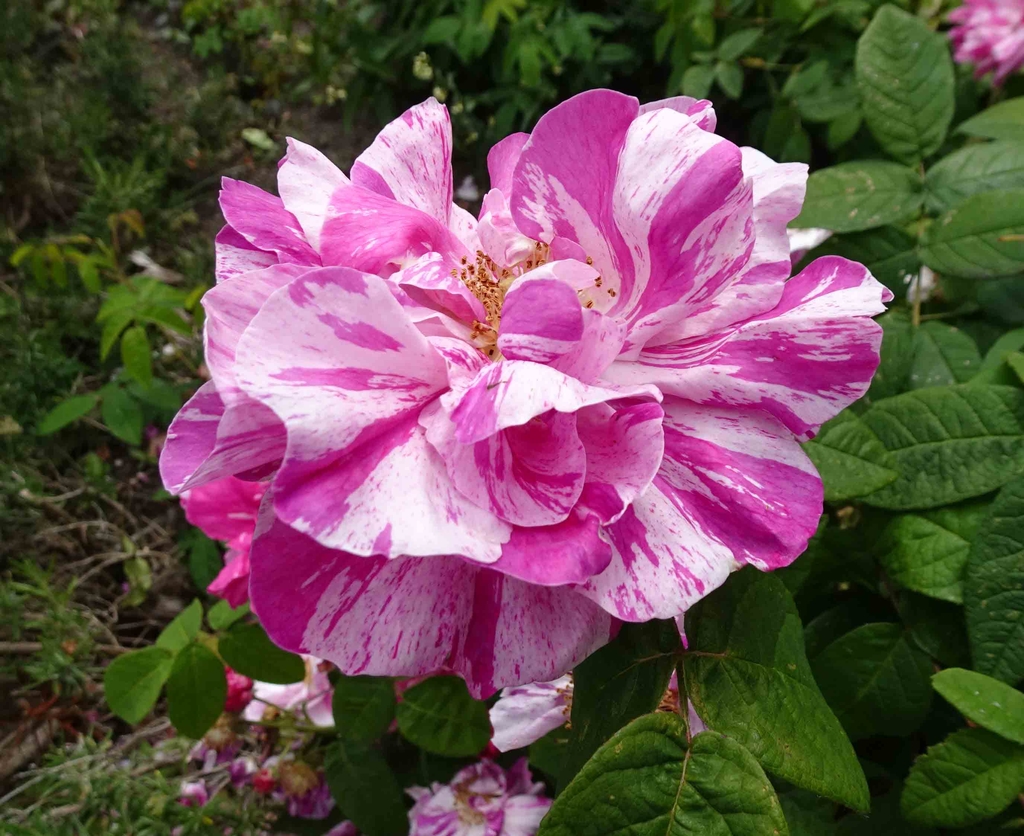 Rosa Gallica Versicolor 'Mundi' (Garnet Striped Rose, Mundi, Panache ...