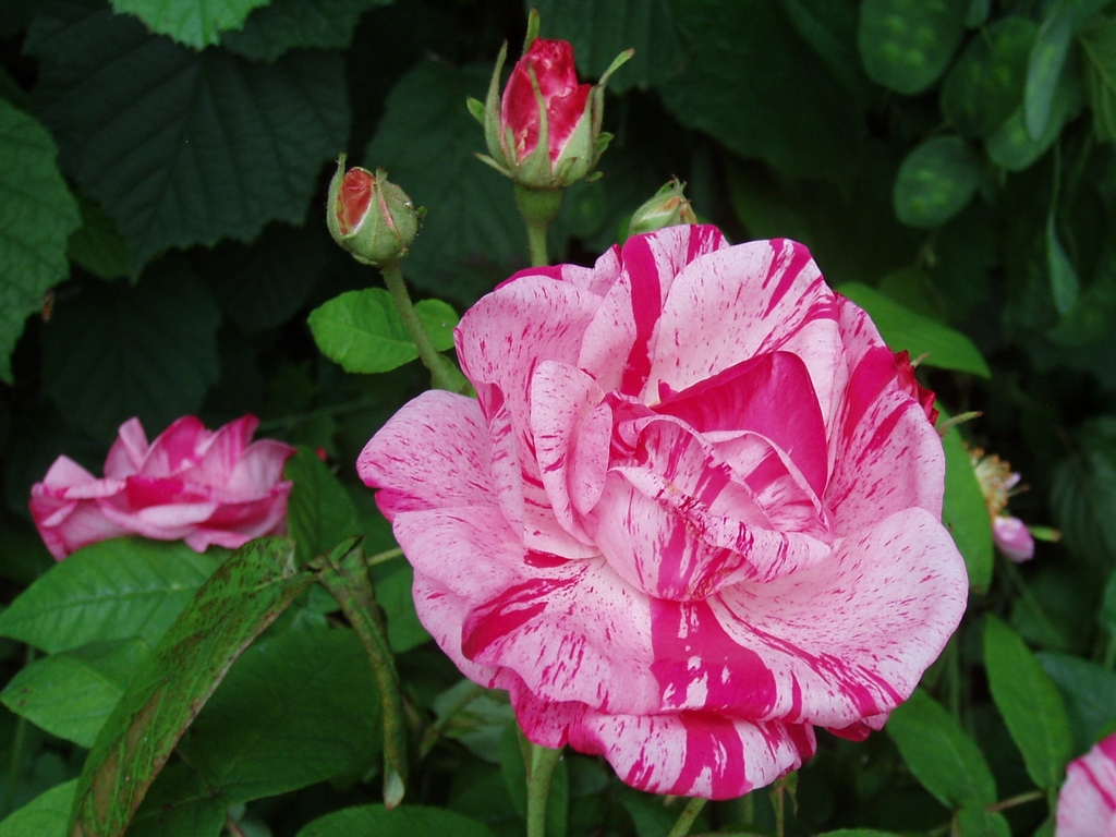 Rosa Gallica Versicolor 'Mundi' (Garnet Striped Rose, Mundi, Panache ...