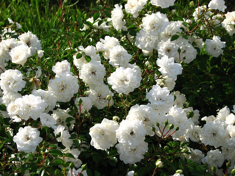 Rosa 'Seafoam' (Sea Foam) | North Carolina Extension Gardener Plant Toolbox