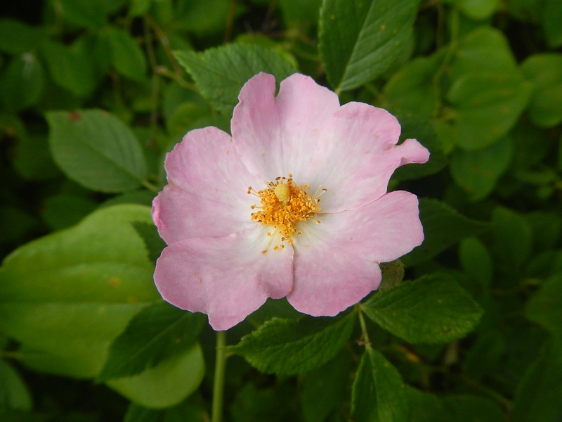 Rosa setigera (Climbing Prairie Rose, Climbing Rose, Climbing Wild Rose ...