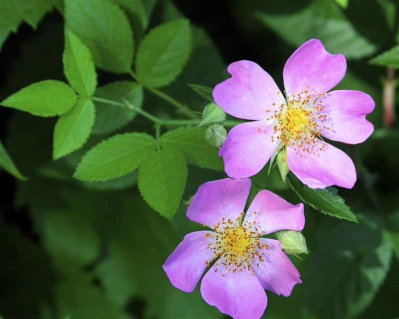 Rosa setigera (Climbing Prairie Rose, Climbing Rose, Climbing Wild Rose ...