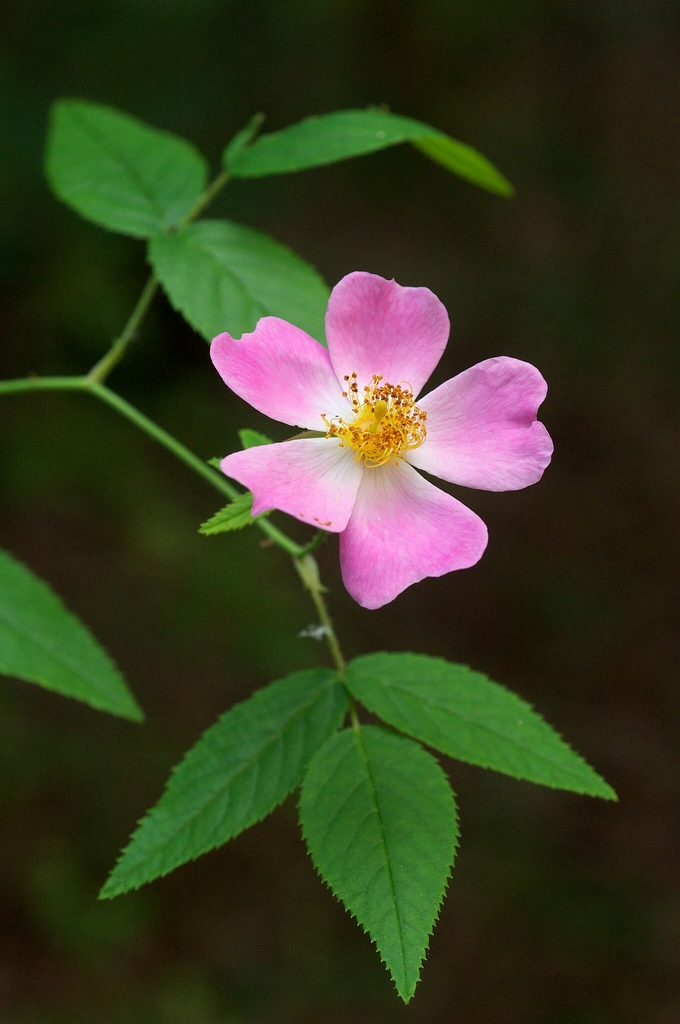 Rosa setigera (Climbing Prairie Rose, Climbing Rose, Climbing Wild Rose ...
