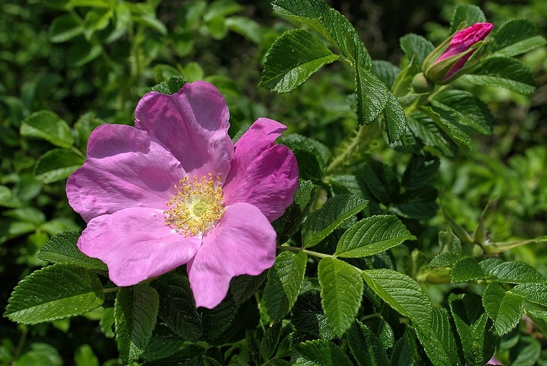 Rosa virginiana (Common Wild Rose, Prairie Rose, Virginia Rose) | North ...