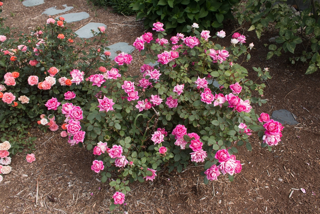 Pink Double Knock Out® - Rosa Knock Out® Group | North Carolina ...