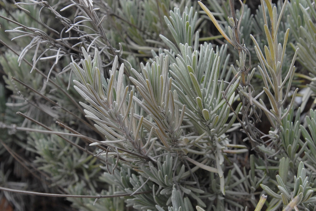 Salvia rosmarinus (Anthos, Rosemary) | North Carolina Extension ...