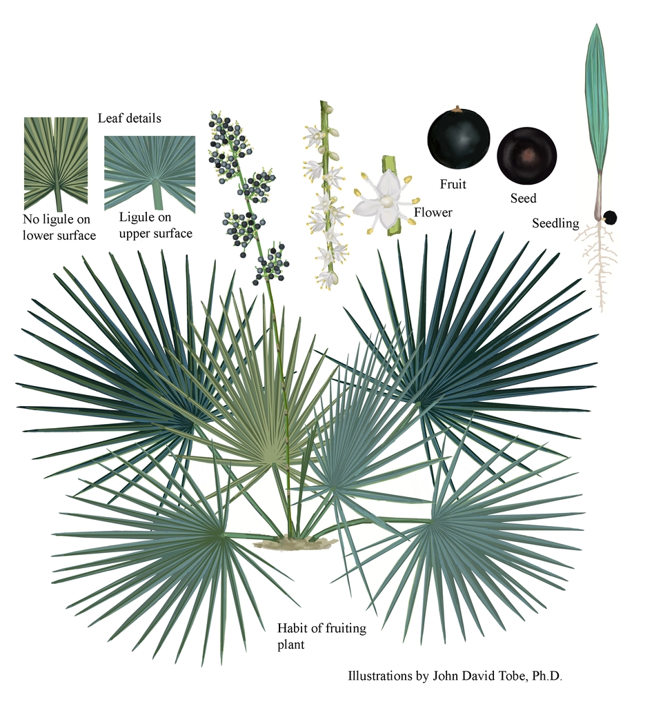 Dwarf Palmetto (Sabal minor) Care Guide