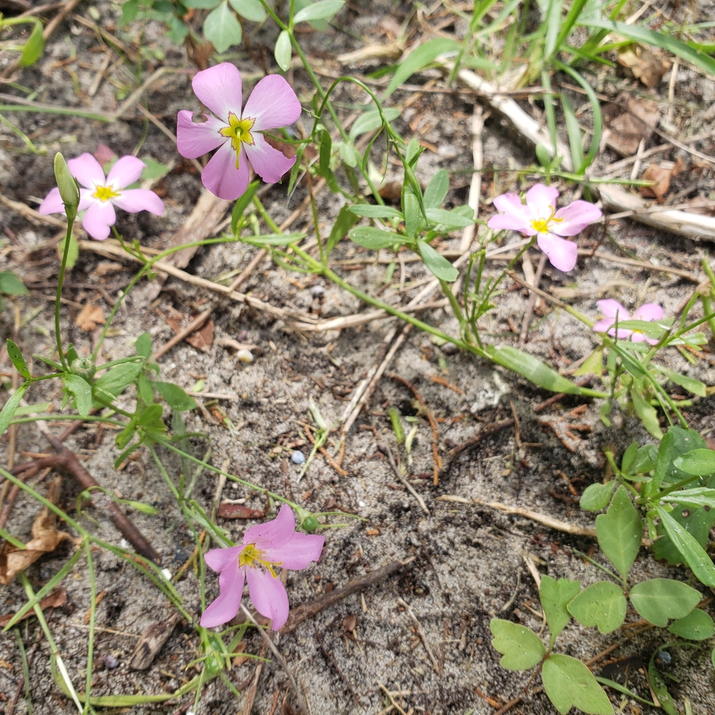 Sabatia stellaris (Annual Sea-pink) | North Carolina Extension Gardener ...