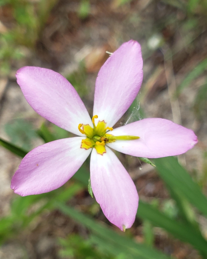 Sabatia stellaris (Annual Sea-pink) | North Carolina Extension Gardener ...