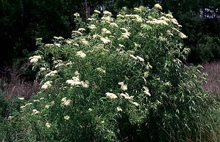 Sambucus canadensis (American Elder, American Elderberry, Common ...