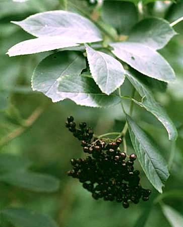 Sambucus canadensis (American Elder, American Elderberry, Elderberry ...