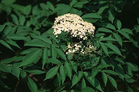 Sambucus canadensis (American Elder, American Elderberry, Common ...