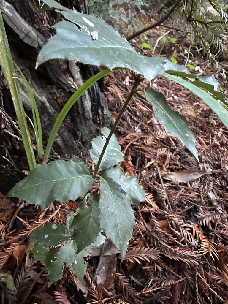 Notholithocarpus densiflorus (Mutant Tanoak, Tanbark-oak, Tanoak ...