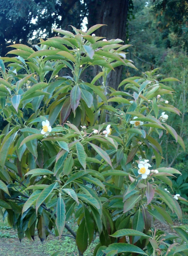 Schima wallichii (Chinese guger, Mang Tan, Needlewood Tree, Samak ...