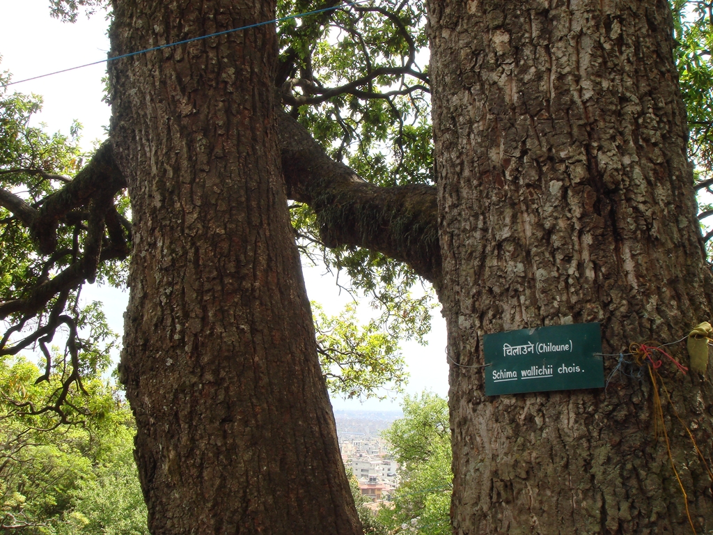 Schima wallichii (Chinese guger, Mang Tan, Needlewood Tree, Samak ...