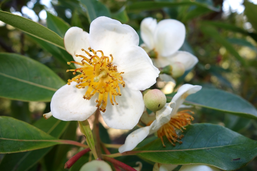 Schima wallichii (Chinese guger, Mang Tan, Needlewood Tree, Samak ...