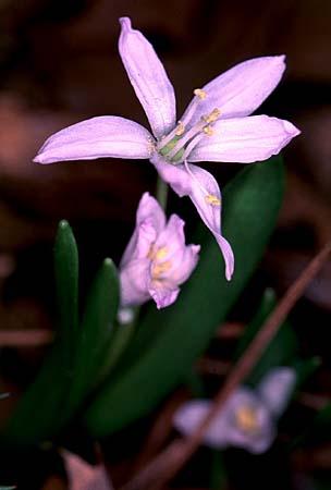 Scilla (Autumn Scilla, Blue Squill, Cuban Lily, Siberian Squill ...