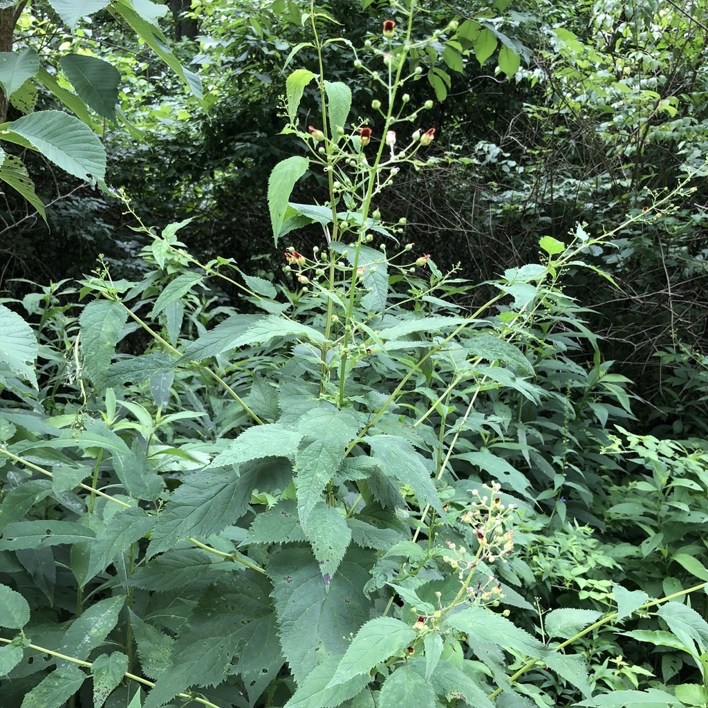 Scrophularia marilandica (Carpenter's Square, Eastern Figwort, Late ...