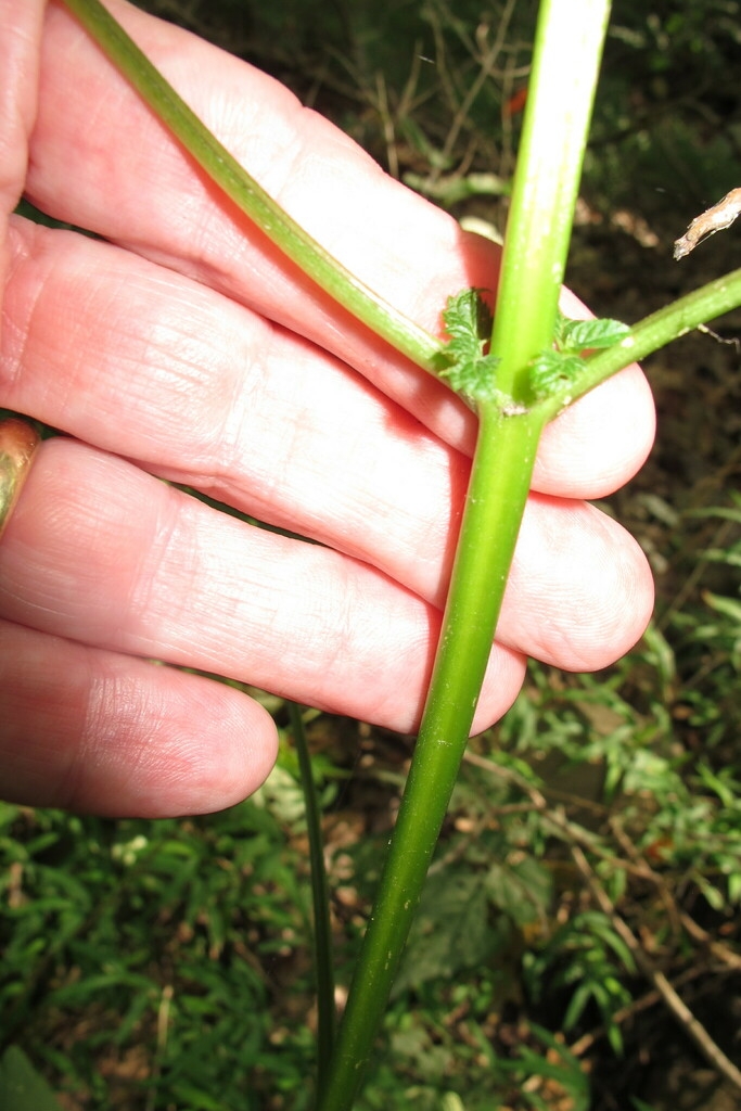 Scrophularia marilandica (Carpenter's Square, Eastern Figwort, Late ...