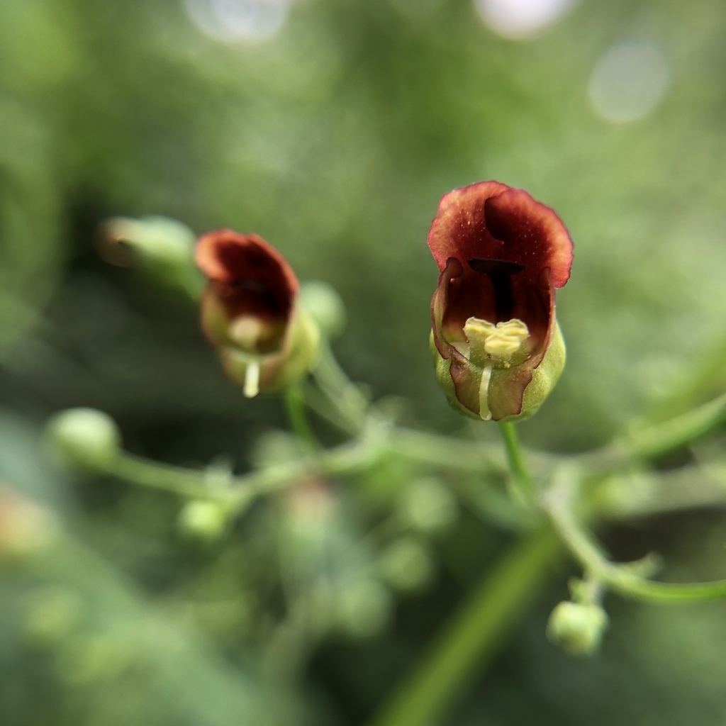 Scrophularia marilandica (Carpenter's Square, Eastern Figwort, Late ...