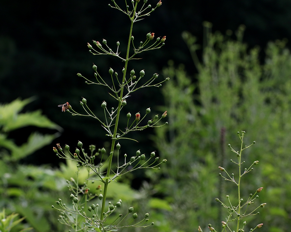 Scrophularia marilandica (Carpenter's Square, Eastern Figwort, Late ...