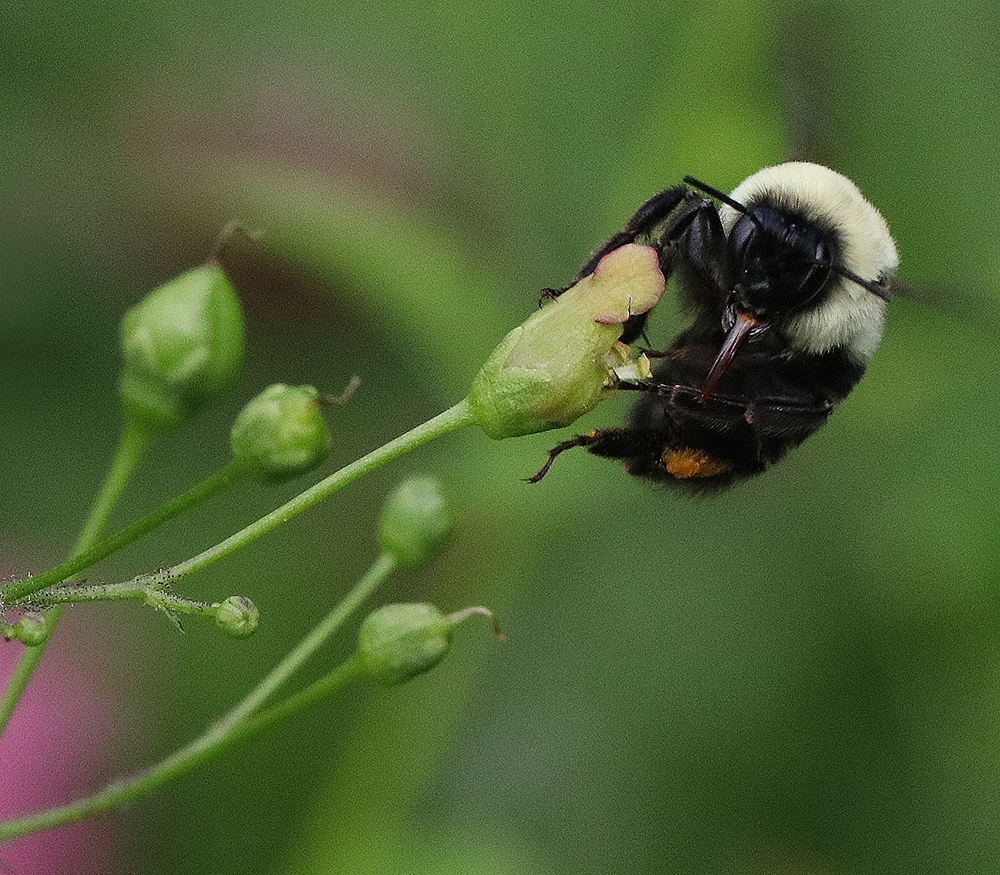Scrophularia marilandica (Carpenter's Square, Eastern Figwort, Late ...