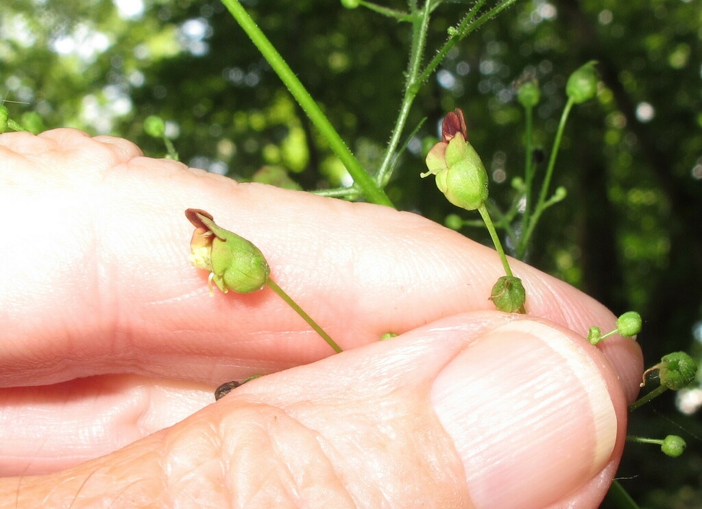 Scrophularia marilandica (Carpenter's Square, Eastern Figwort, Late ...