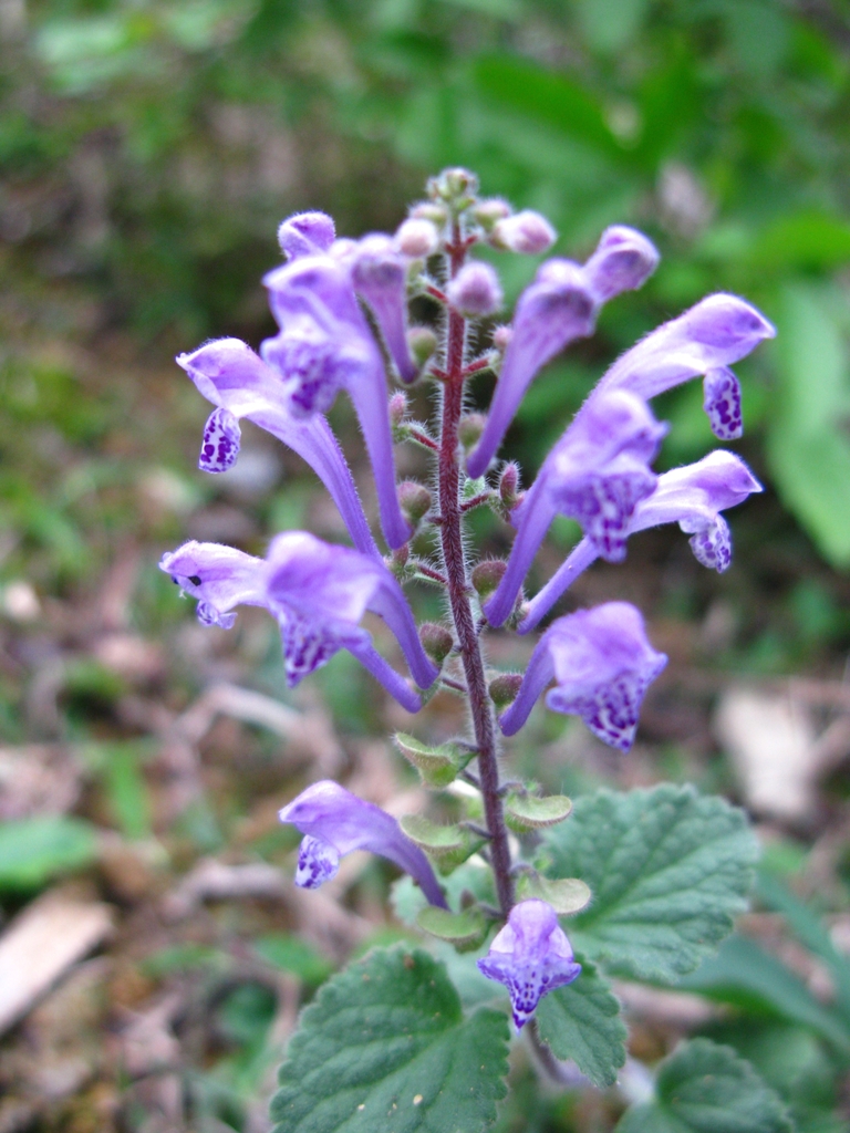 Scutellaria (Hoary Skullcap, Skullcaps) | North Carolina Extension ...
