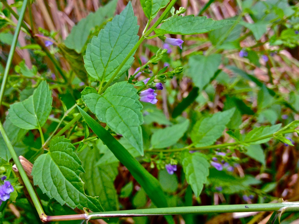 Scutellaria (Hoary Skullcap, Skullcaps) | North Carolina Extension ...
