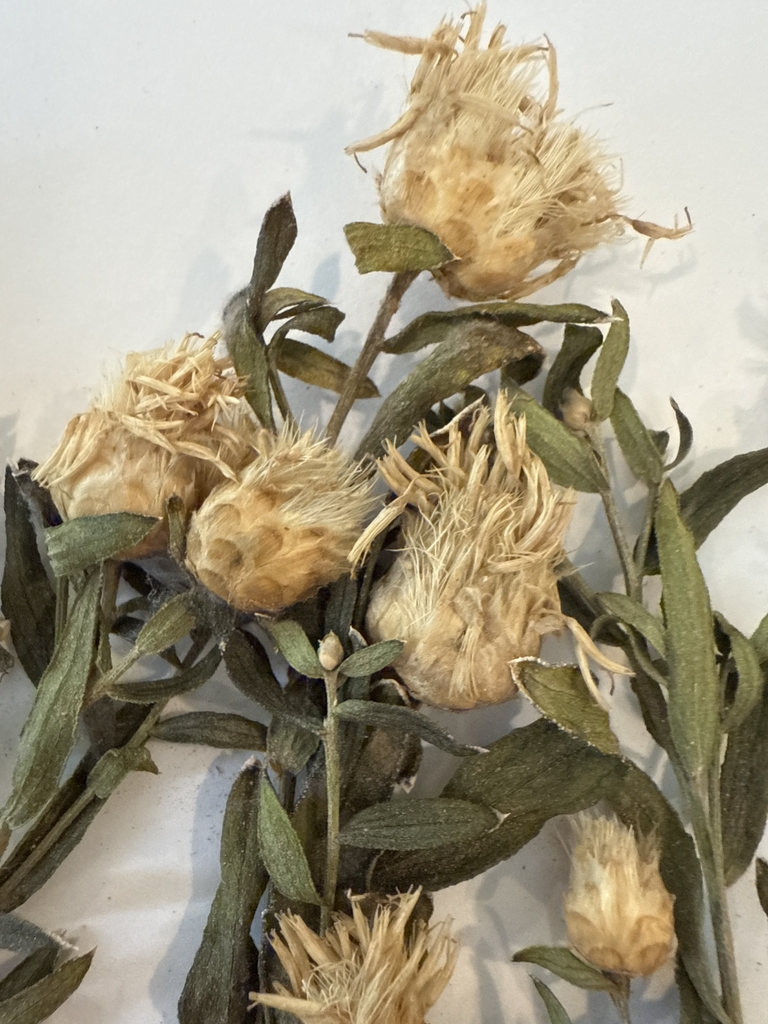 Rhaponticum repens (Russian Knapweed) | North Carolina Extension ...