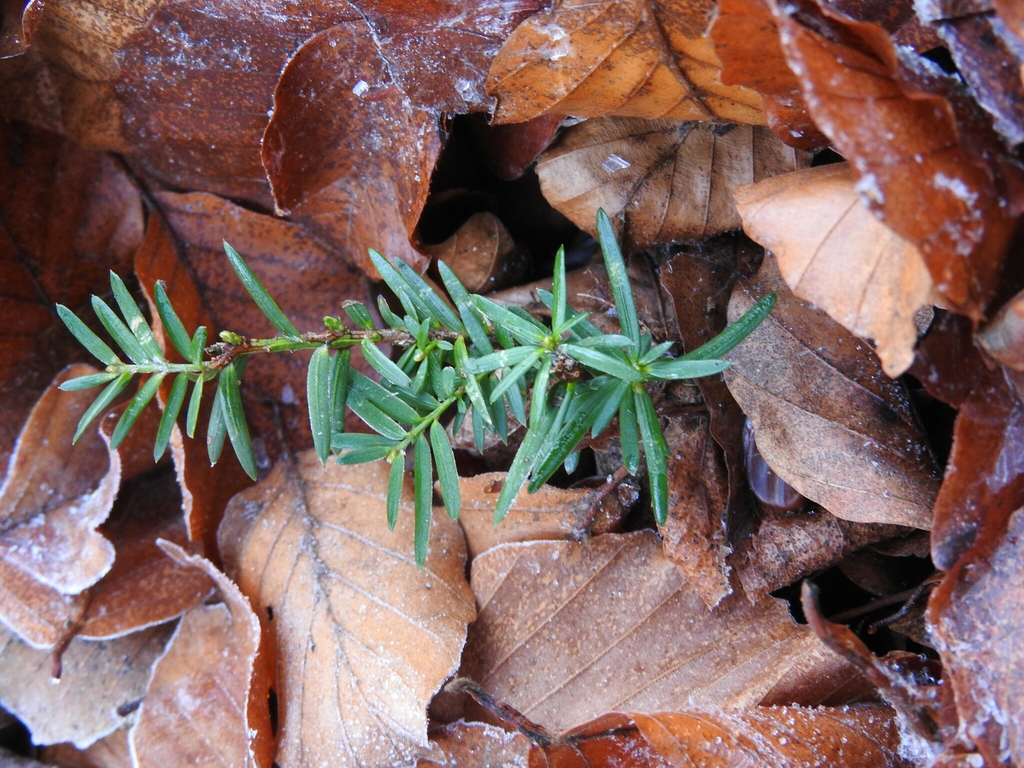 Taxus baccata (Common Yew, English Yew, European Yew) | North Carolina ...