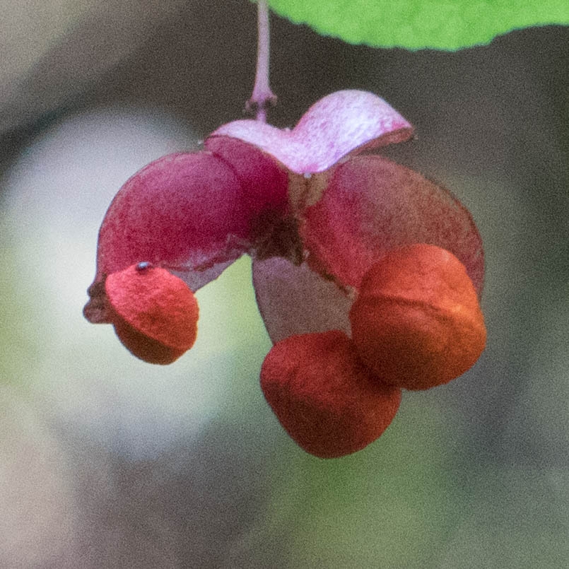 Euonymus occidentalis (Burning Bush, Spindle Tree, Wahoo, Western ...