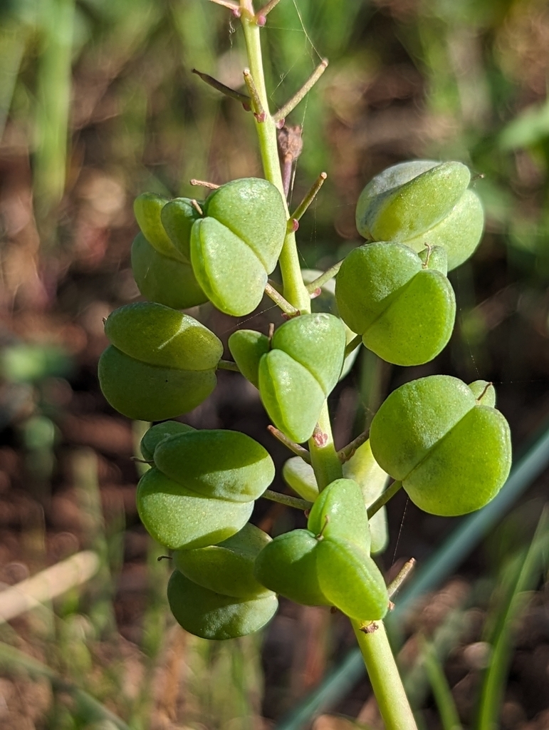 Muscari (Grape hyacinth) | North Carolina Extension Gardener Plant Toolbox