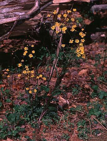 Senecio (Groundsel, Senecio, Squaw Weed) | North Carolina Extension ...