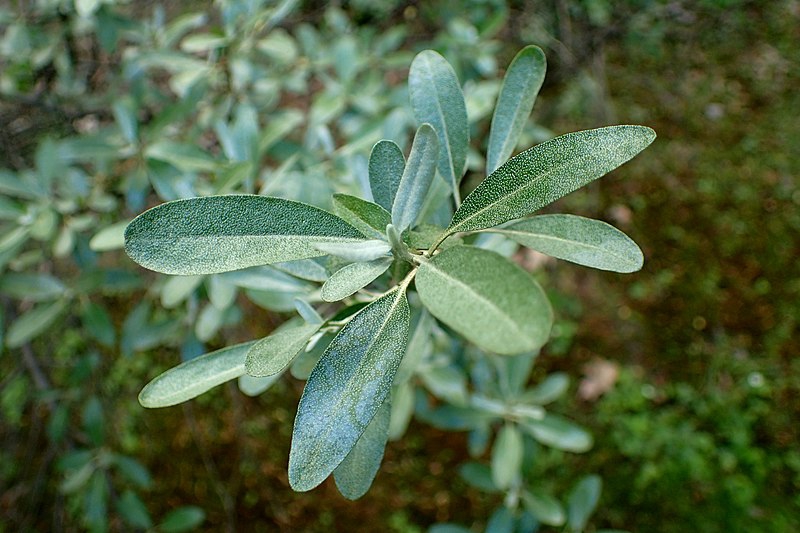 Shepherdia argentea (Silver Buffaloberry) | North Carolina Extension ...