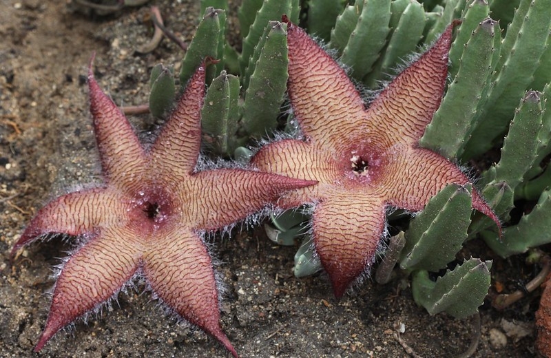 Stapelia grandiflora (Carrion Flower, Carrion Plant, Giant Toad Plant ...