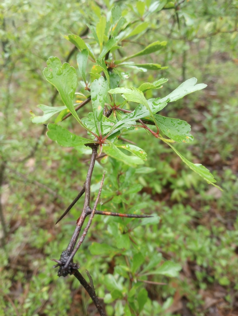 Crataegus spathulata (Hawthorn, Littlehip Hawthorn, Pasture Hawthorn ...