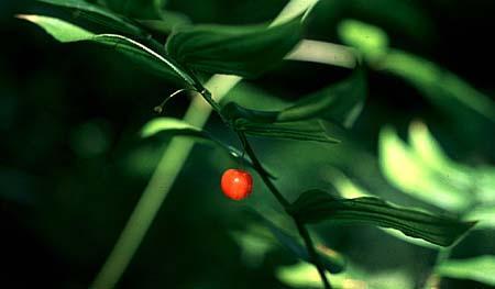 Streptopus (Mandarin, Scootberry, Twisted-stalk) | North Carolina ...