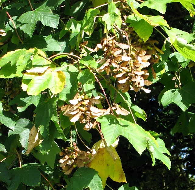 Acer pseudoplatanus (Planetree Maple, Sycamore Maple) | North Carolina ...