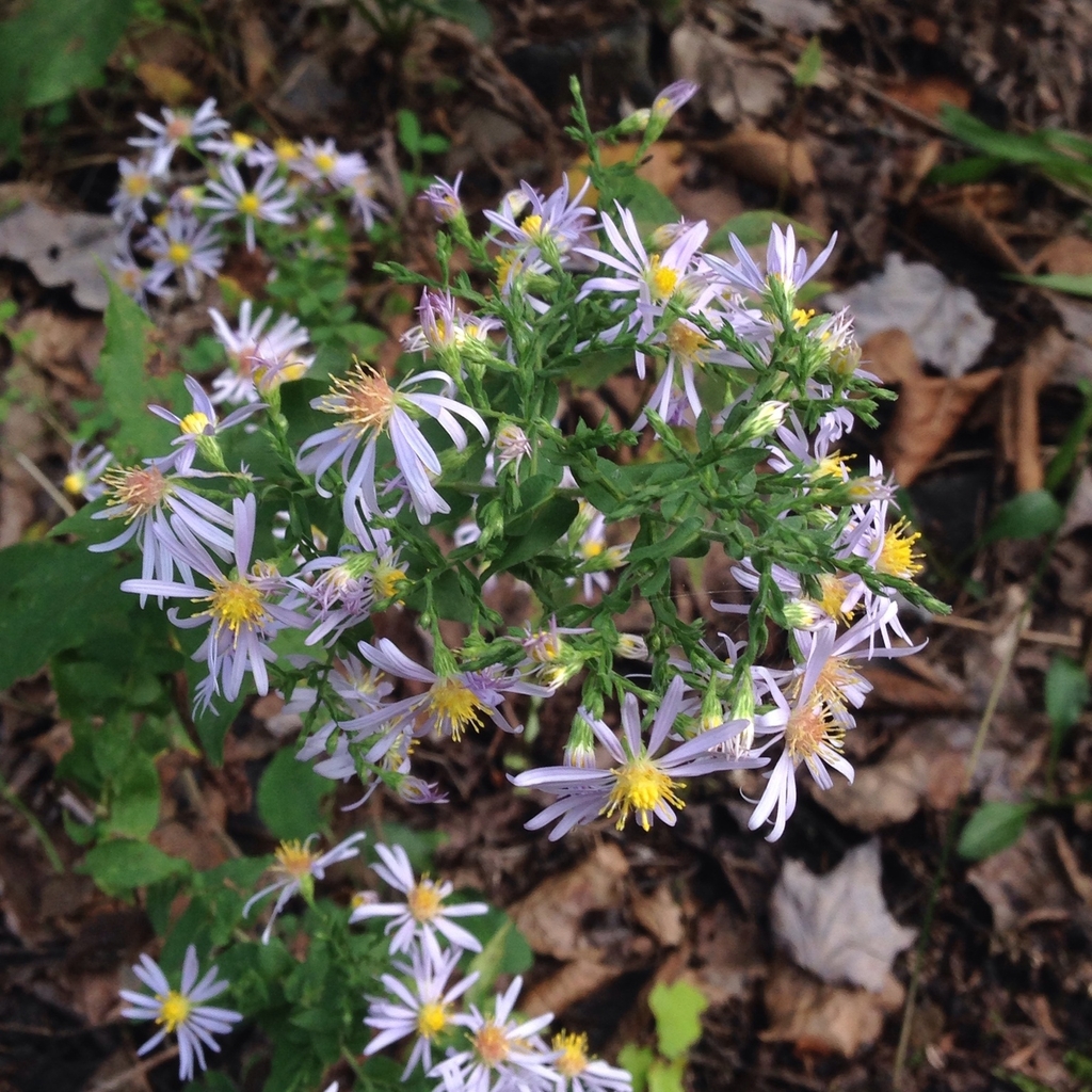 Symphyotrichum undulatum (Wavy Leaf Aster, Wavyleaf Aster) | North ...